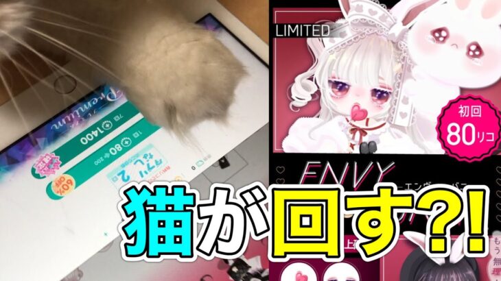 猫にガチャを回してもらった結果…？【ピグパーティ】ENVY BUNNY -エンヴィーバニー-｜動画配信者支援ブログ